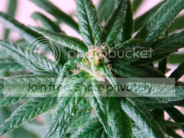 First Grow - 3rd Week of Flowering (Will Update) | Grasscity Forums ...