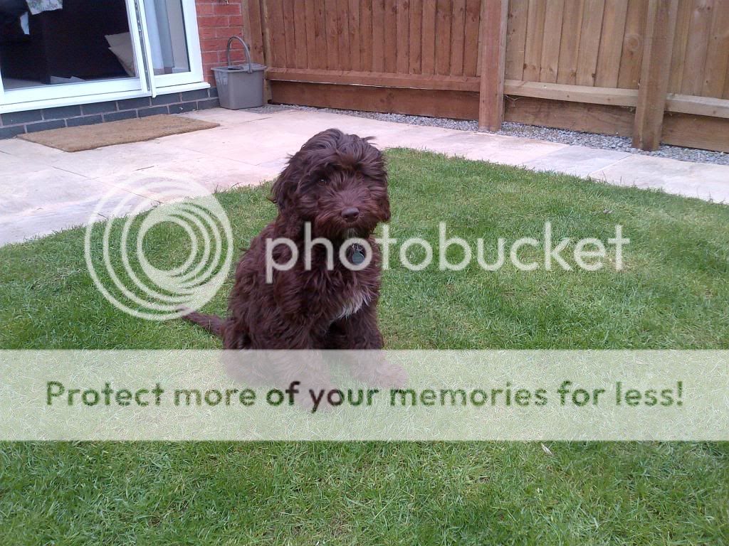 chocolate cockapoo question! | I Love My Cockapoo Forums