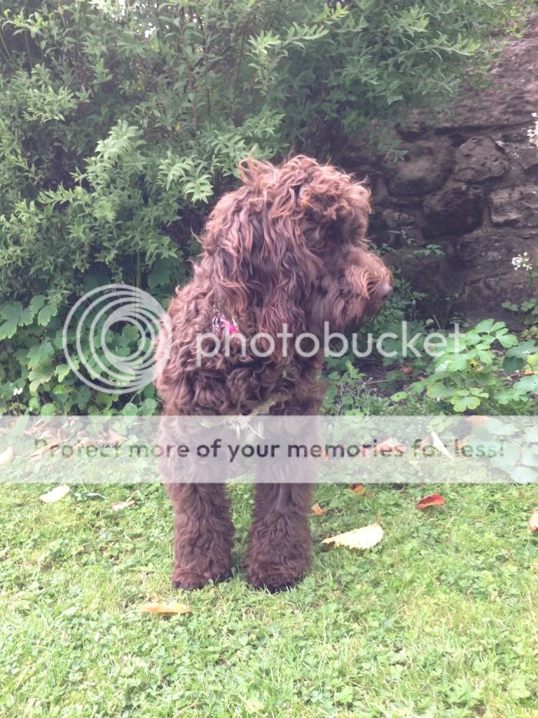 chocolate cockapoo question! | I Love My Cockapoo Forums