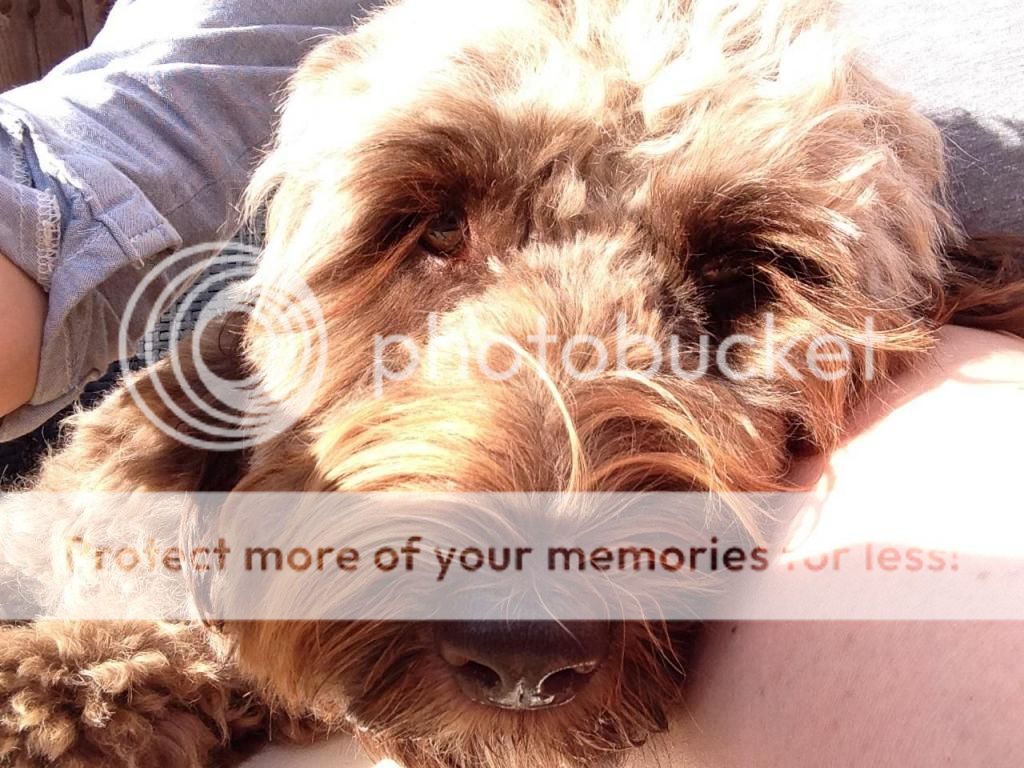 chocolate cockapoo question! | I Love My Cockapoo Forums