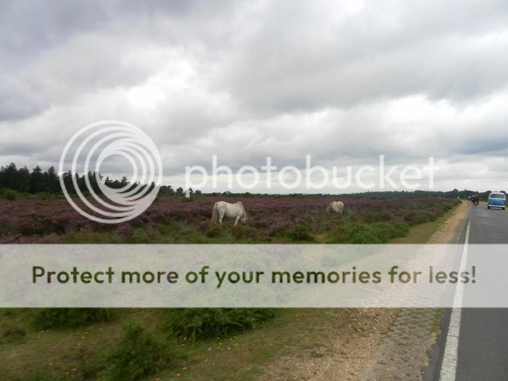 New Forest Run~17th August ~ Southern Softies 2013 - Page 22 - C90Club ...