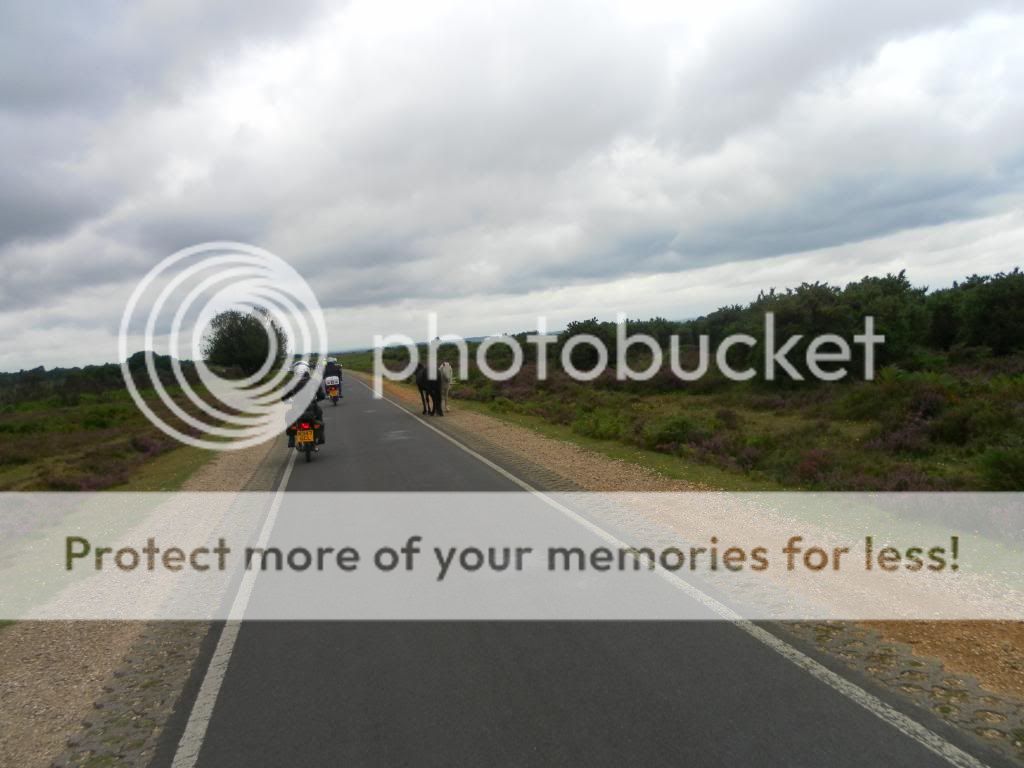 New Forest Run~17th August ~ Southern Softies 2013 - Page 22 - C90Club ...